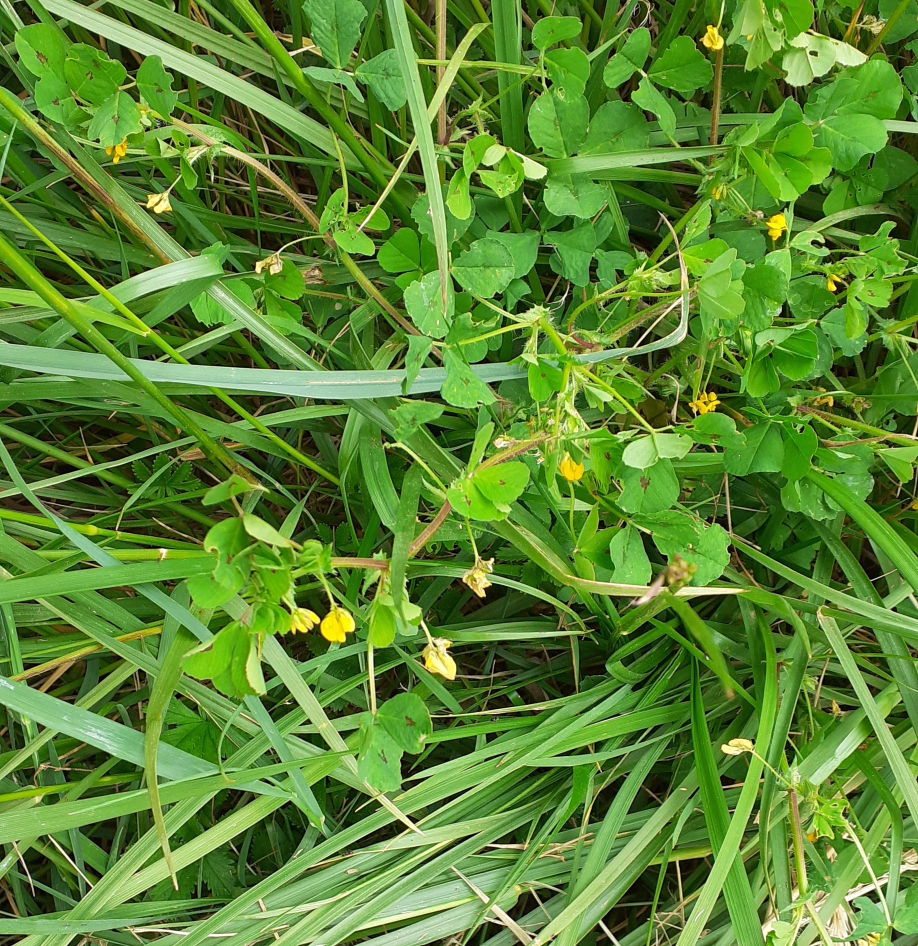Foyer Rural de Bombon